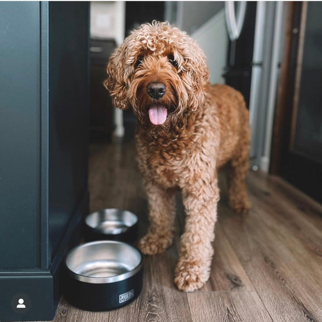 The Viking - The Rover 32